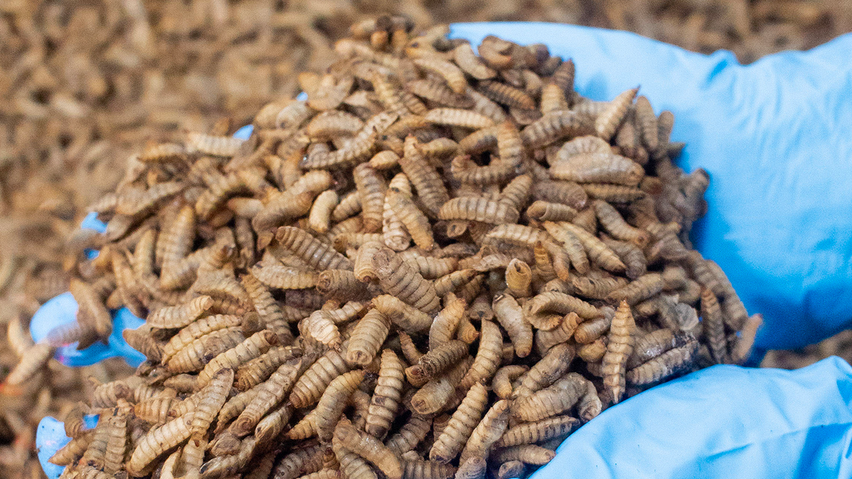 How Black Soldier Fly Larvae Boost Ag Innovation and Sustainability ...